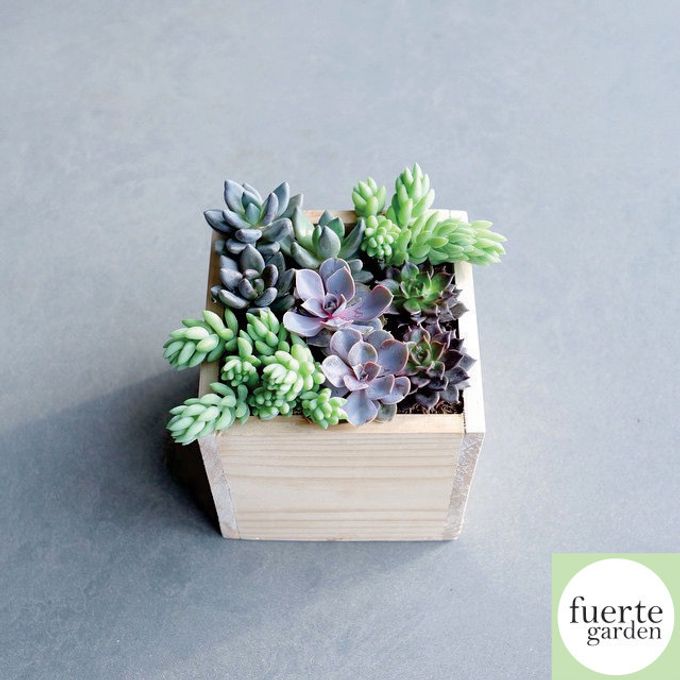 Souvenir Wedding Pot Kayu Kotak Pinus | Fuerte Garden | Bridestory